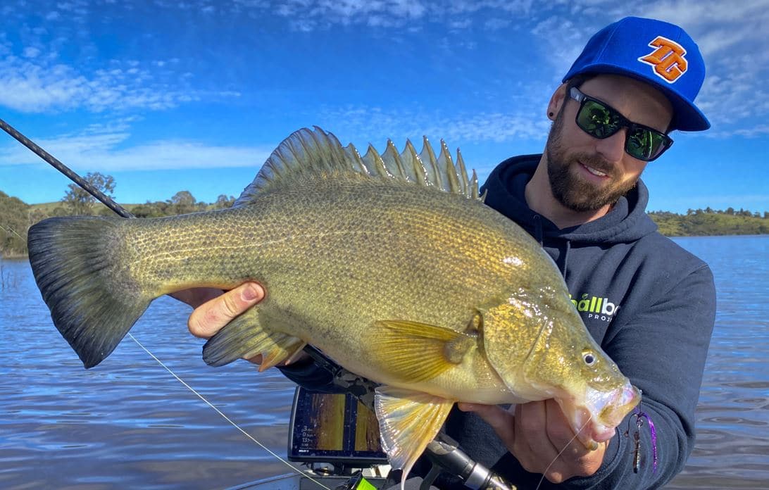 Summertime Golden Perch - Hooked Up Magazine