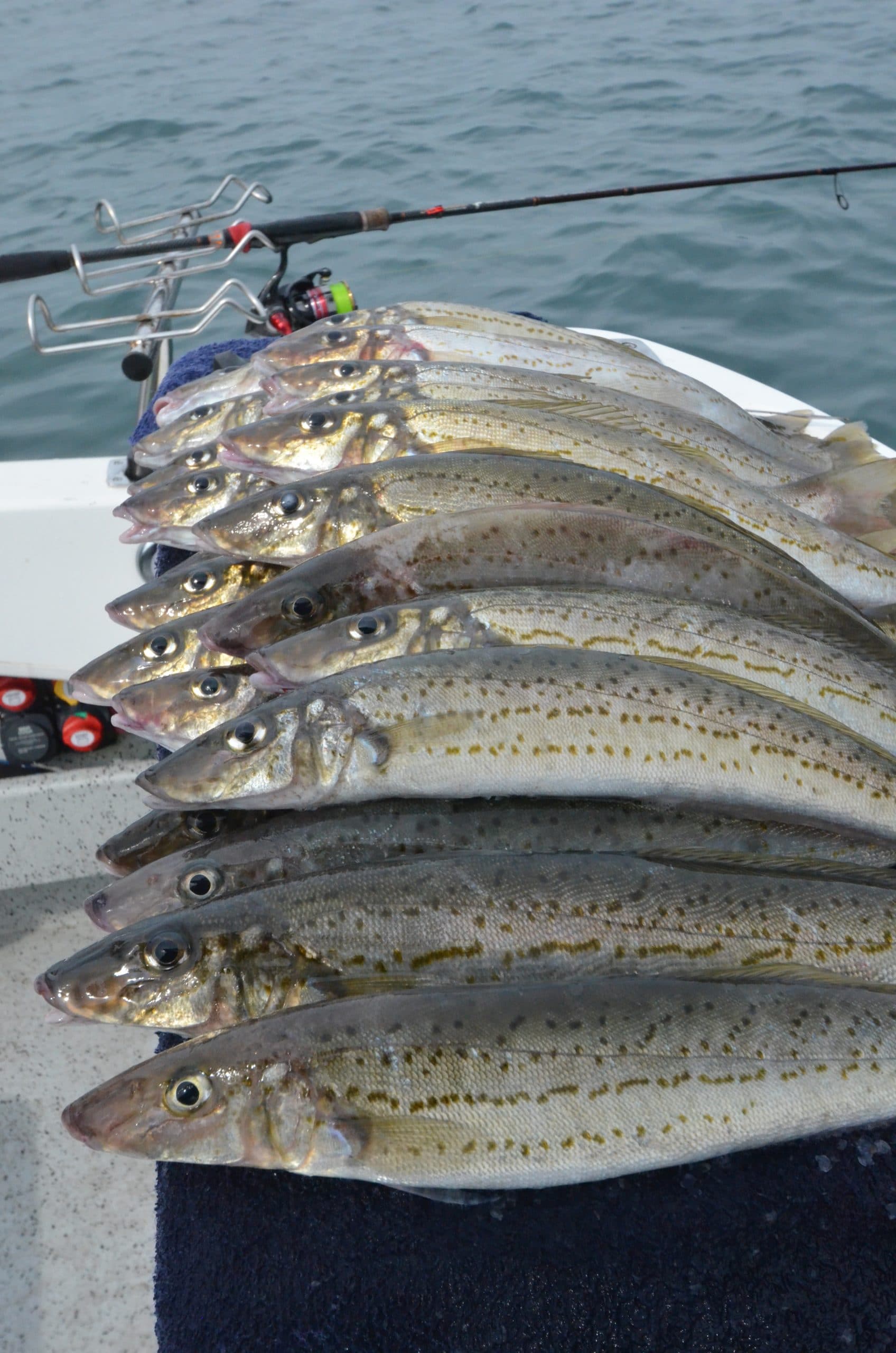 How To Catch King George Whiting In Port Phillip Bay - Hooked Up Magazine