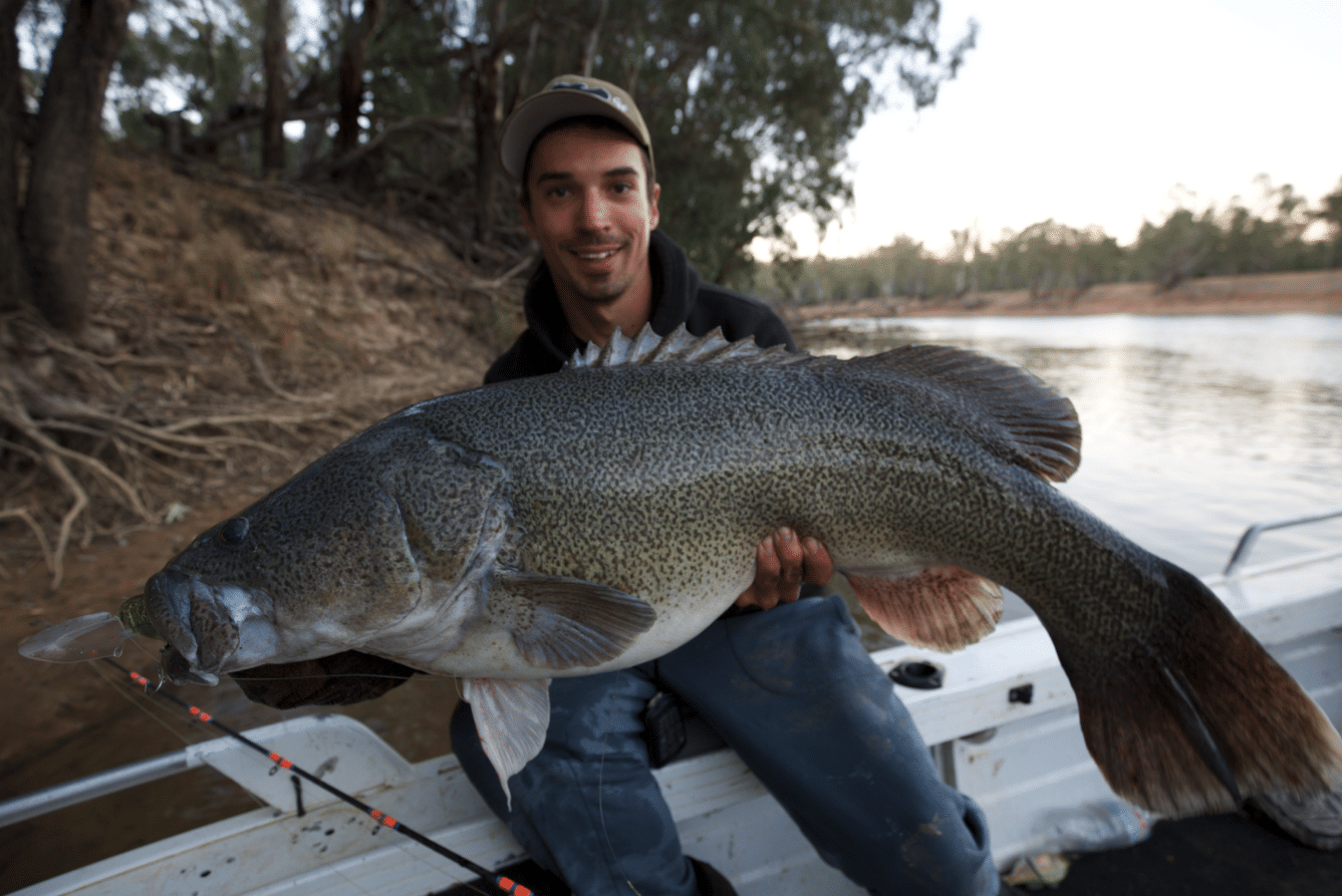 Murray Cod On The Murray - Hooked Up Magazine