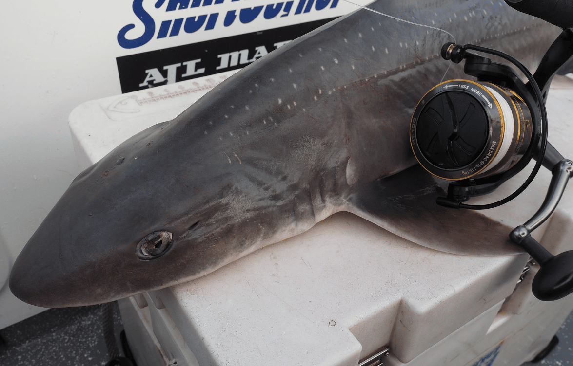 Offshore Gummy Sharks - Hooked Up Magazine