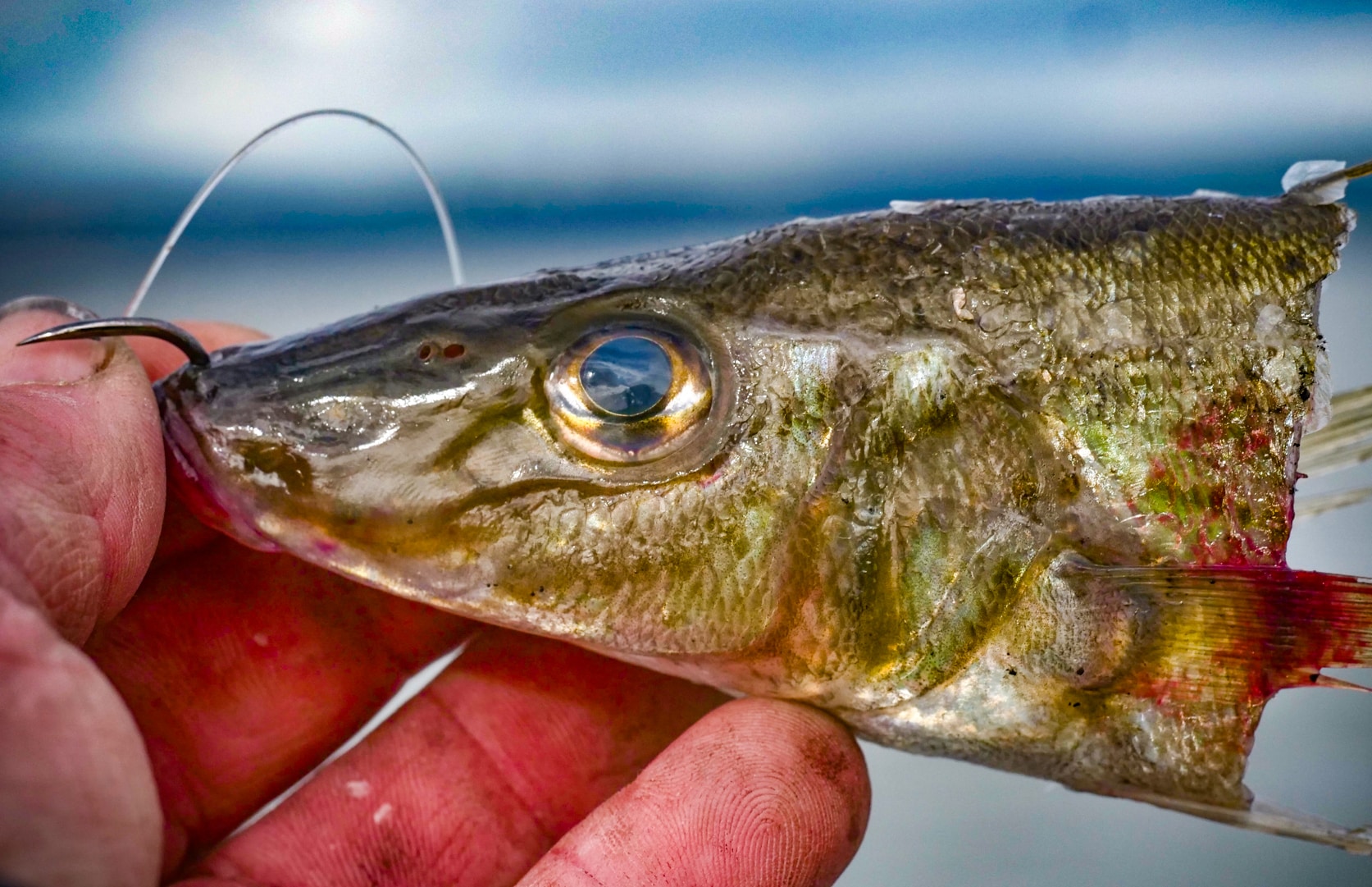 Autumn Snapper In Port Phillip Bay - Hooked Up Magazine