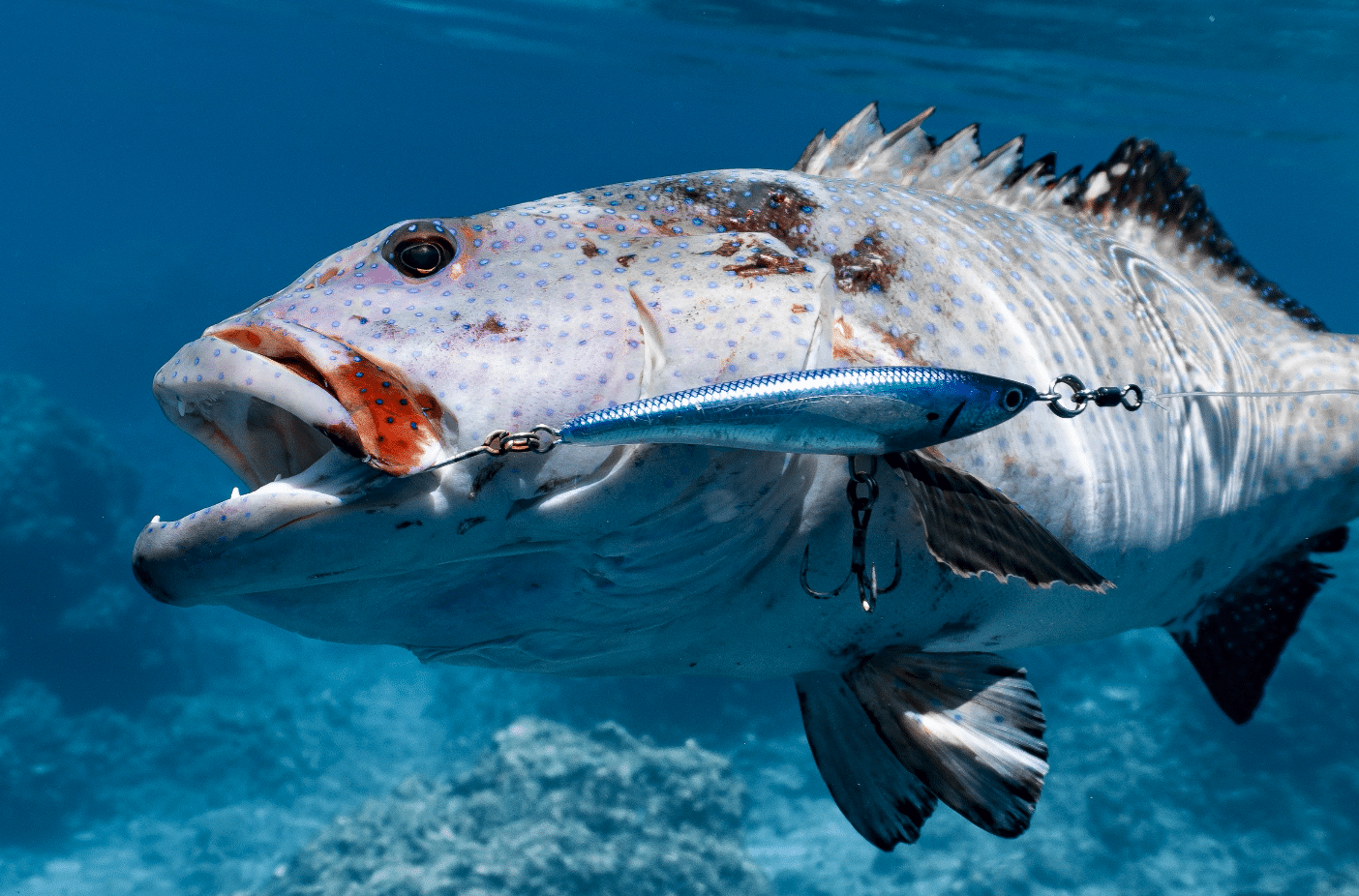 How To catch Coral Trout - Hooked Up Magazine