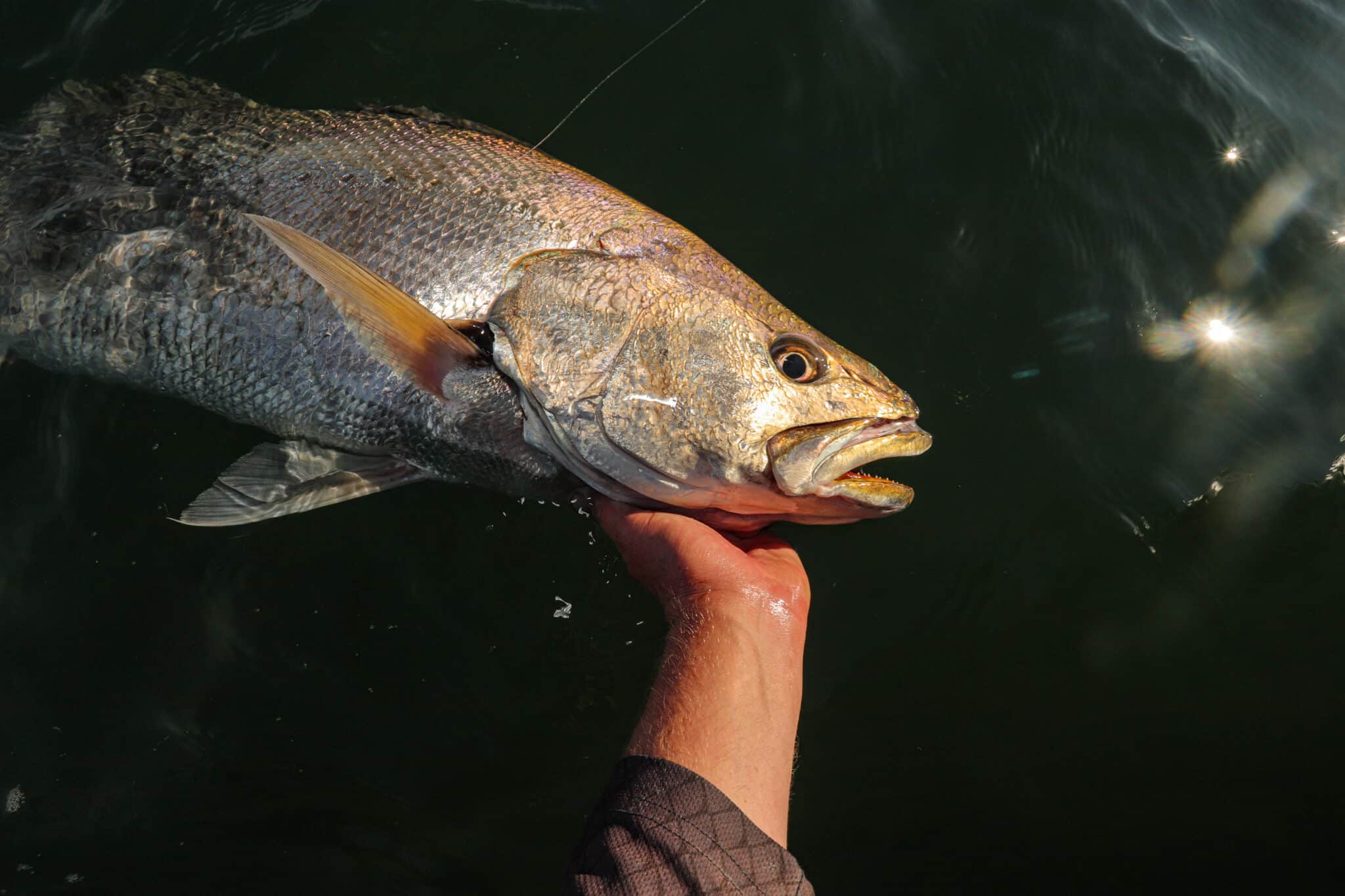 Mulloway On Soft Vibes - Hooked Up Magazine